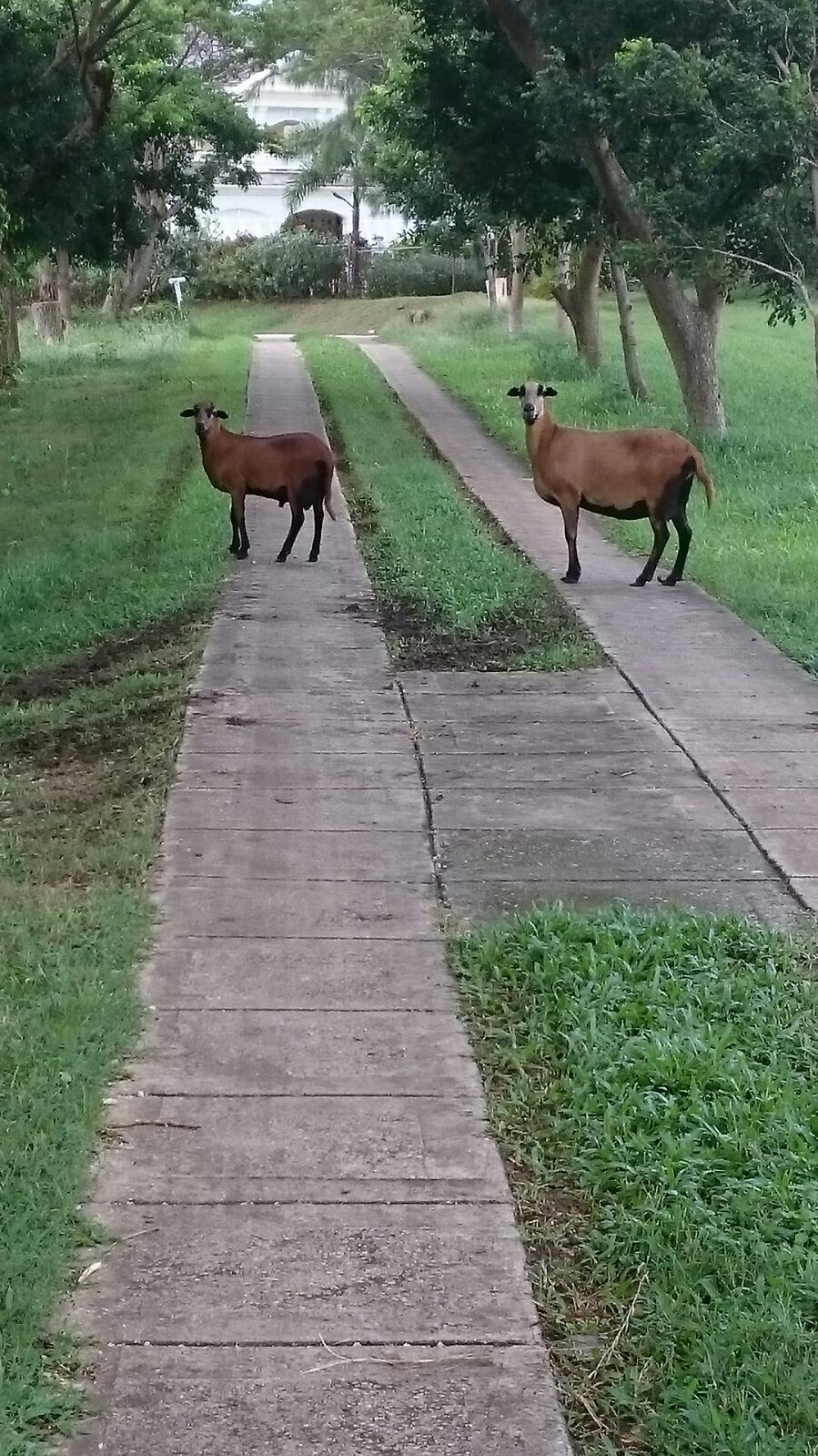 Dorothea Smartt’s Residency – Week 3 Blog Post – fresh milk barbados